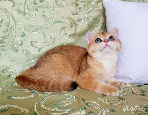 Золотой Кексик