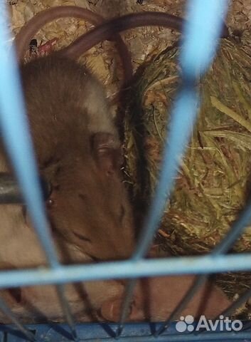 Крыса дамбо бесплатно