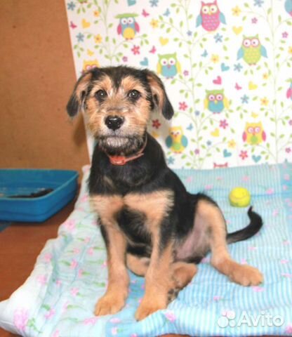 Мальчик бородатик ищет дом