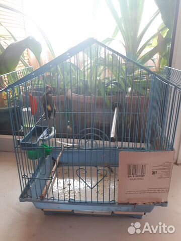 Поющий щегол