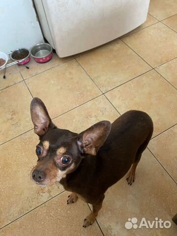 Отдам Той Терьера в добрые руки