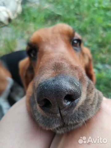 Собака в добрые руки Бассет Хаунд