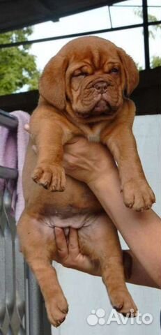 Щенки бордоского дога