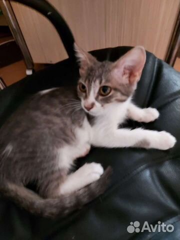 Котята в добрые руки бесплатно 2,5 месяца