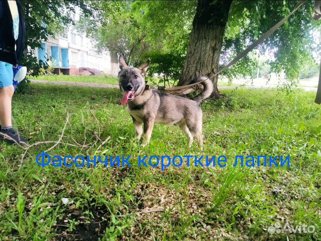 Коротышек Тобус