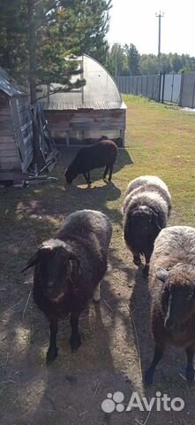 Продам курдючных овечек
