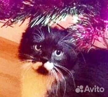 Возвращают спустя год кошку