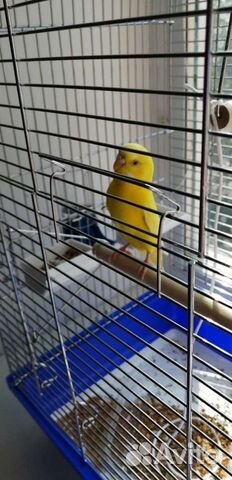 Жёлтый волнистый попугайчик