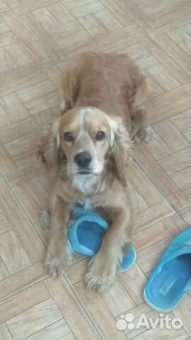 Американский Кокер спаниель