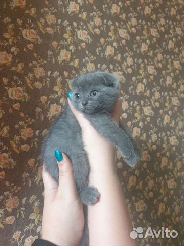 Британские вислоухие котята