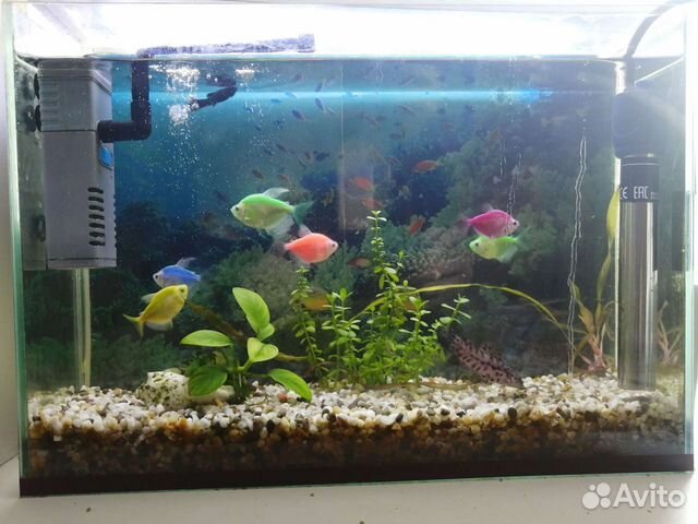Авариум с рыбами