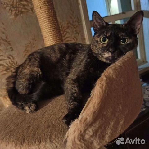 Кошенька ищет дом