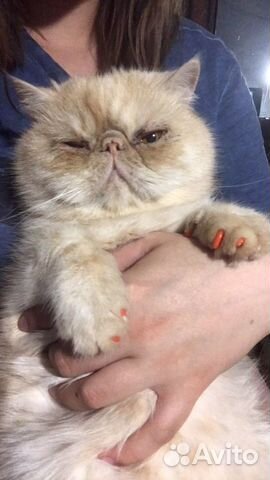 Взрослый экзот