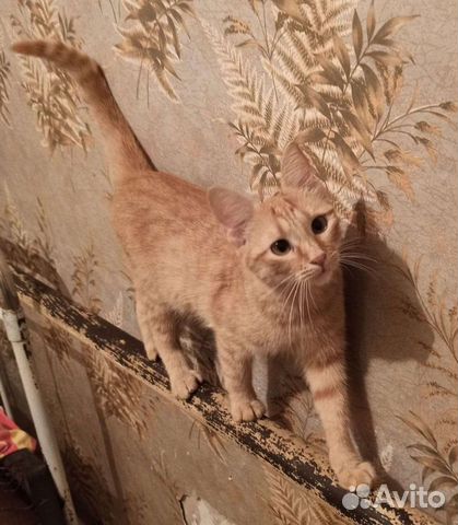 Нюша ищет дом