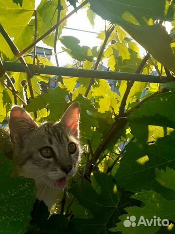 Кот