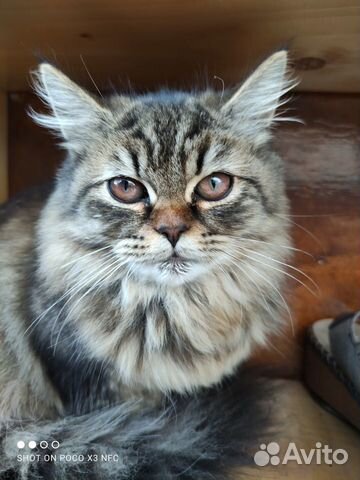 Сибирский кот