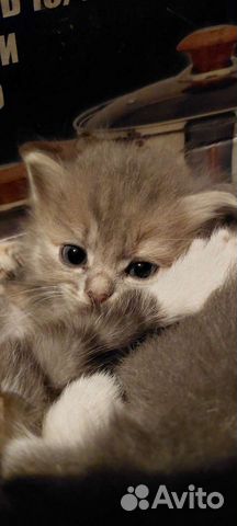 Котёнок девочка
