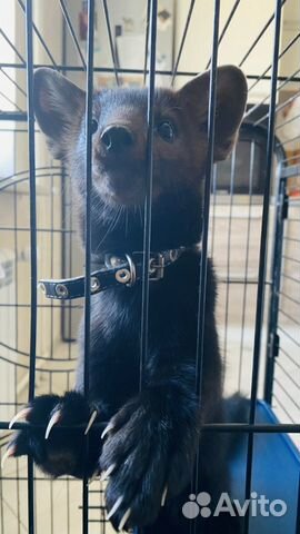 Баргузинский соболь