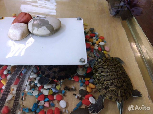 Красноухая черепаха