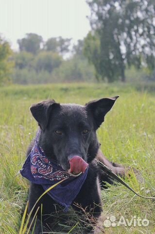 Очаровательная собака из приюта Герда ищет дом
