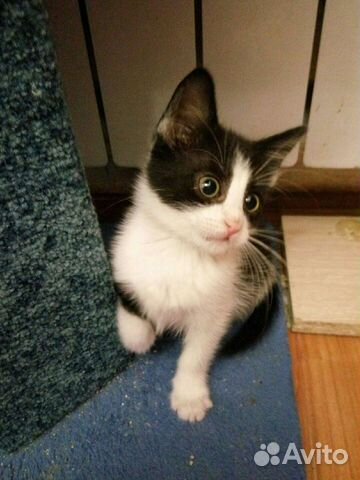 Очаровашка в добрые руки