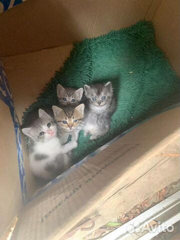 Котята в добрые руки 1 месяц