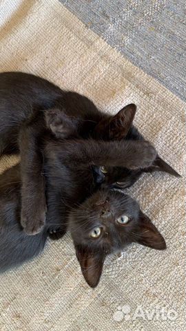 Котята близняшки бесплатно