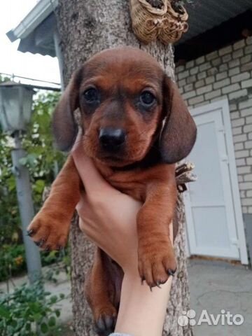 Карликовая такса, щенки