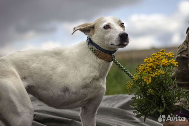 Собака Милочка ищет дом и своего человека