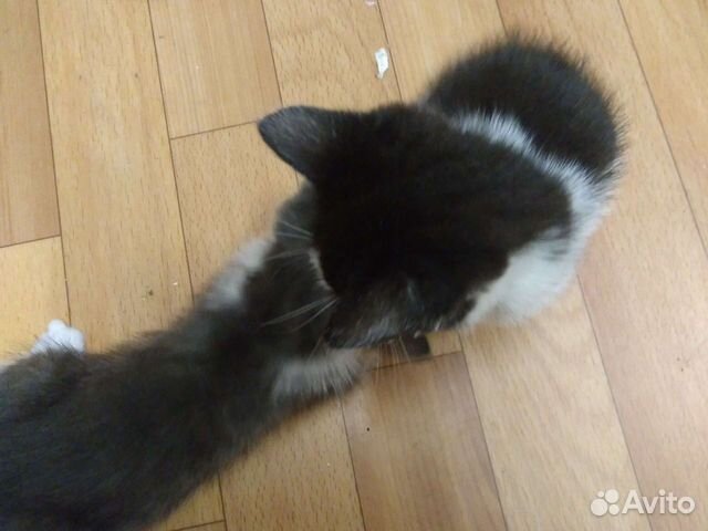 Котята
