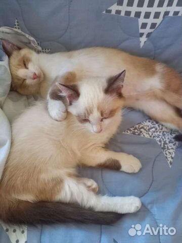 Коты со всем необходимым сноу шу + балинез