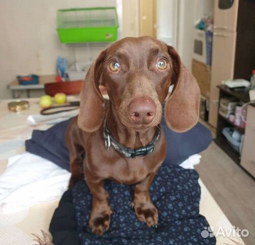 Маленькая ракета ищет дом