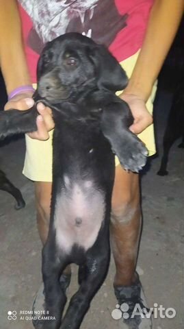 Щенки помесь с кокер спаниель