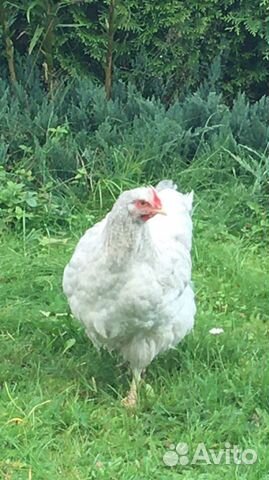 Орпингтоны лаванда