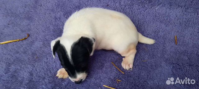 Щенки джек рассел терьер