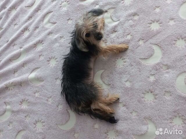 Собаки бесплатно в добрые руки