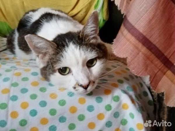 Котик Этьен в добрые руки