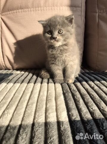 Вислоухие котята