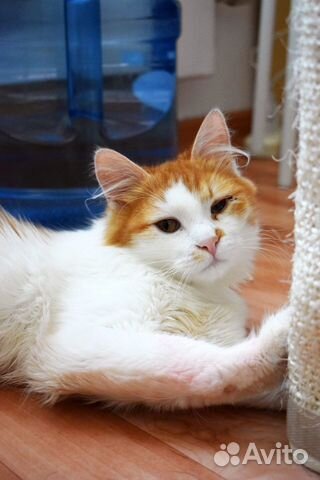 Котенок Арчи 9 мес ищет дом
