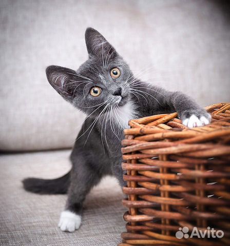 Пуси-Пуси (2,5 мес) очаровательная девчонка ищет д