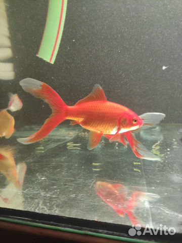 Комета и кои