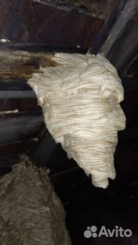 Ульи шершней