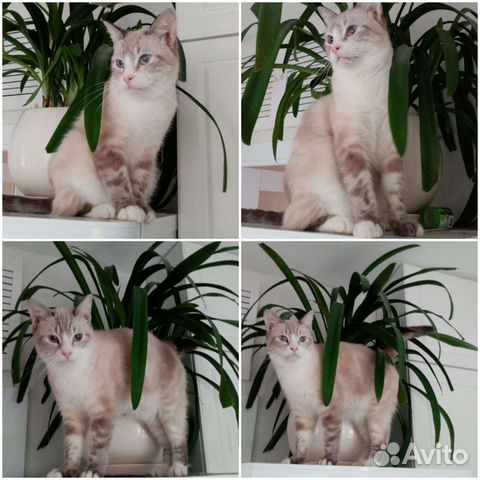 Кот их сказки