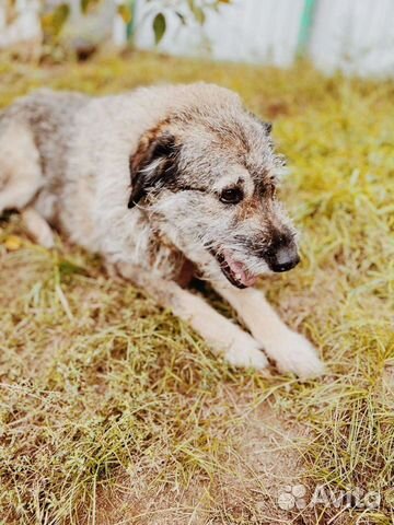 Чудесная собачка ищет любящую семью