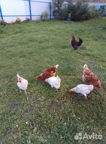 Продам кур несушек (и петушка)