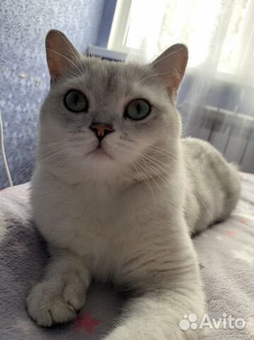 Британская серебристая шиншилла