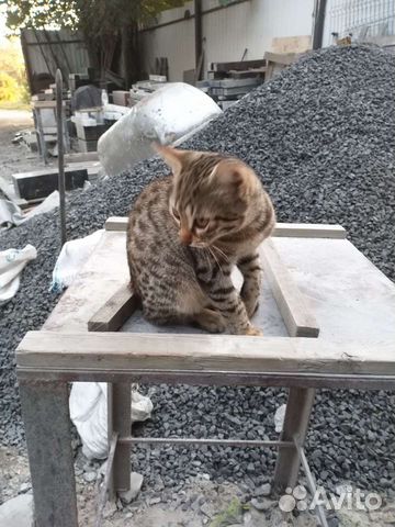 Кошка в дар