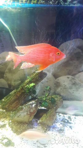 Аулонокара орхидея земляника