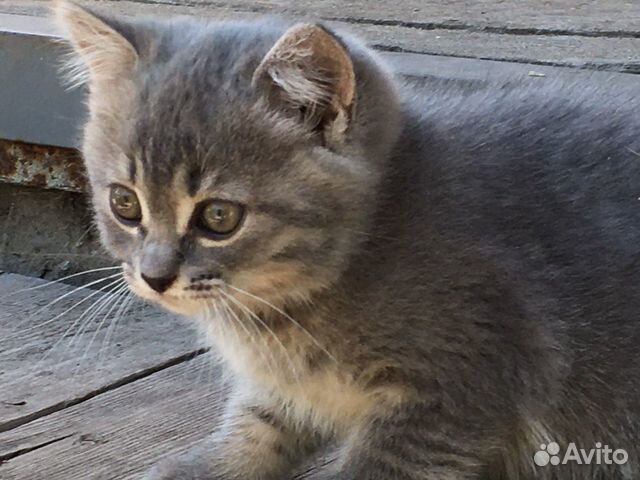 Прекрасные котята ждут своих хозяев