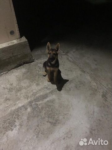 Немецкая овчарка